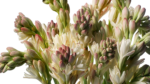 What is a Rajnigandha Flower in English?: A Fragrant Marvel ...