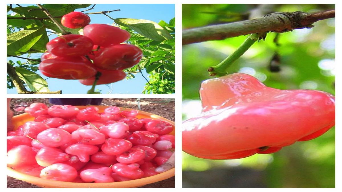 What is the Champaka flower? - mindfulgeneral.com