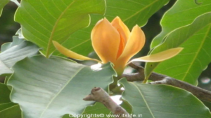 What is the Champaka flower? - mindfulgeneral.com