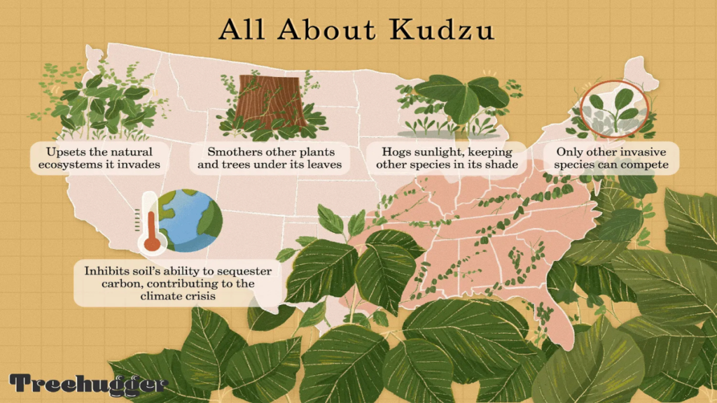 Kudzu: The Vine That Ate the South – How to Fight Back - mindfulgeneral.com